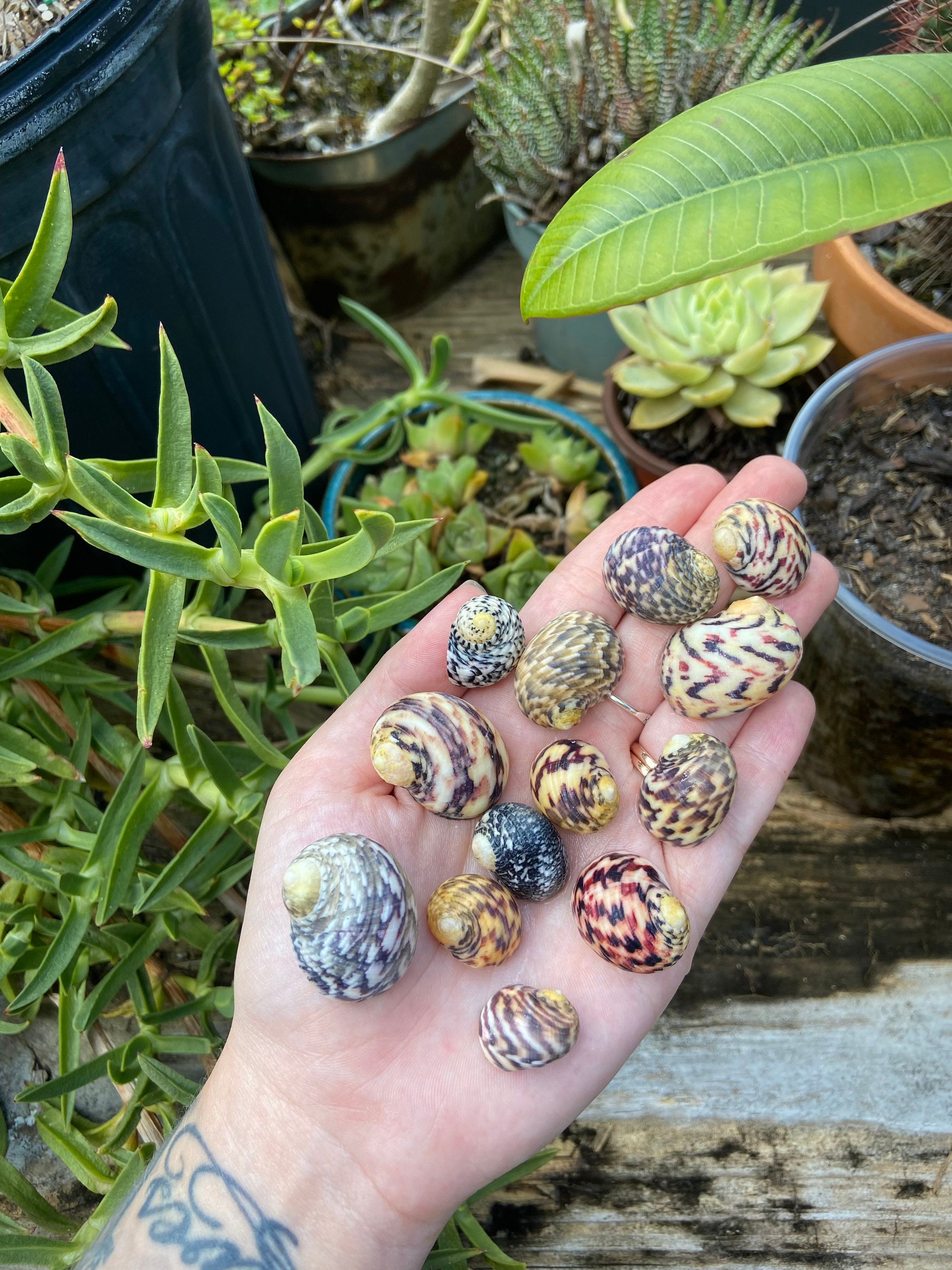 10 Bleeding Tooth Nerites Shells - Etsy