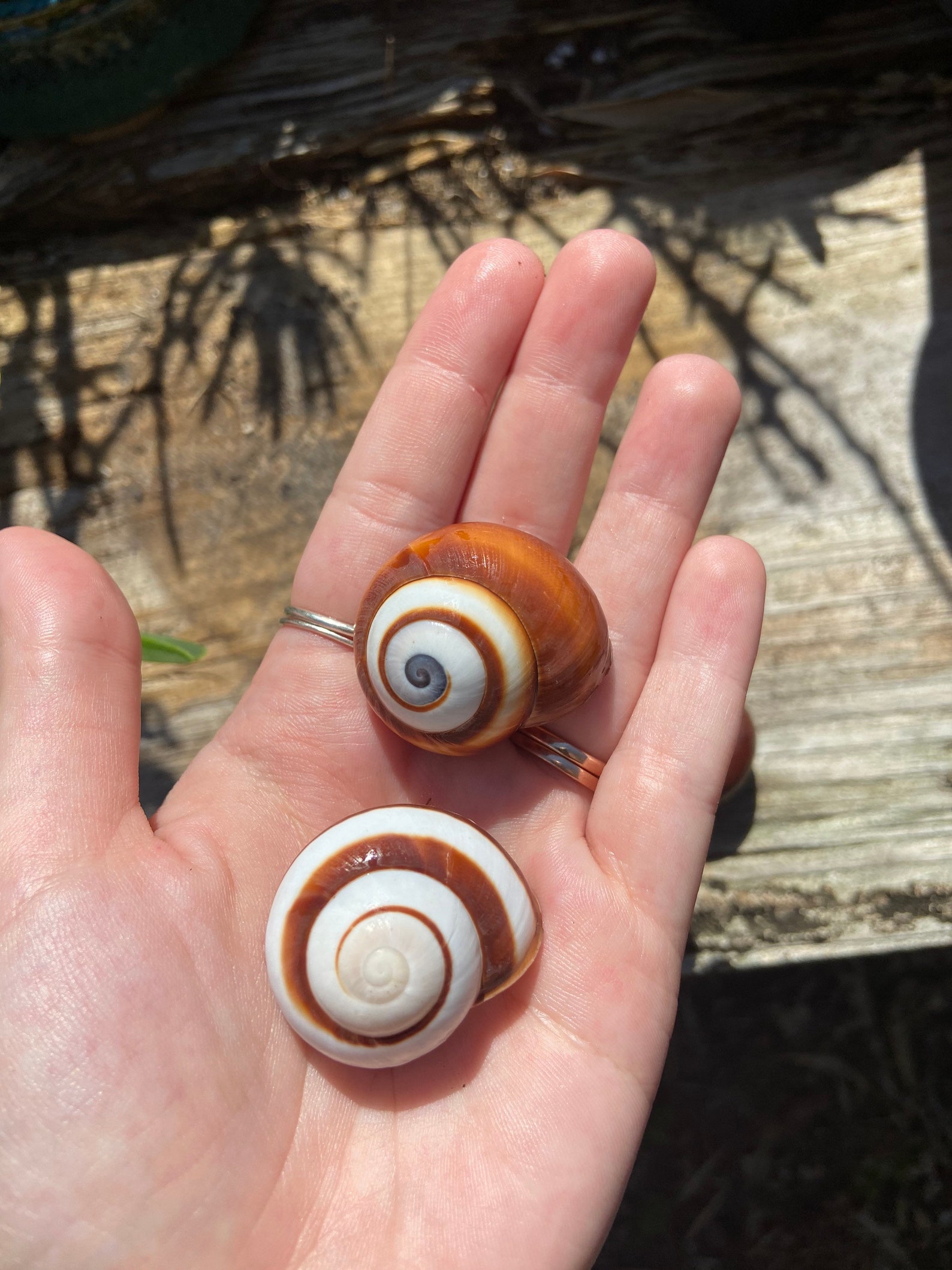 5 Chocolate Striped Land Snail Shells | Etsy
