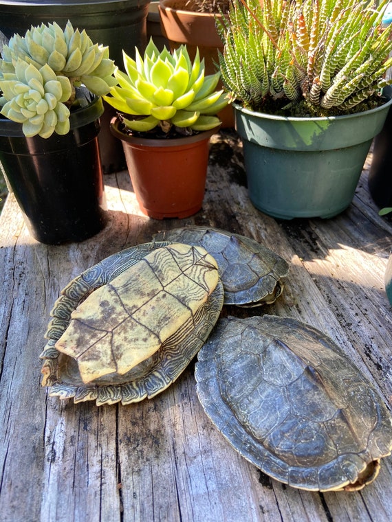 Smaller Map Turtle Shell - Etsy
