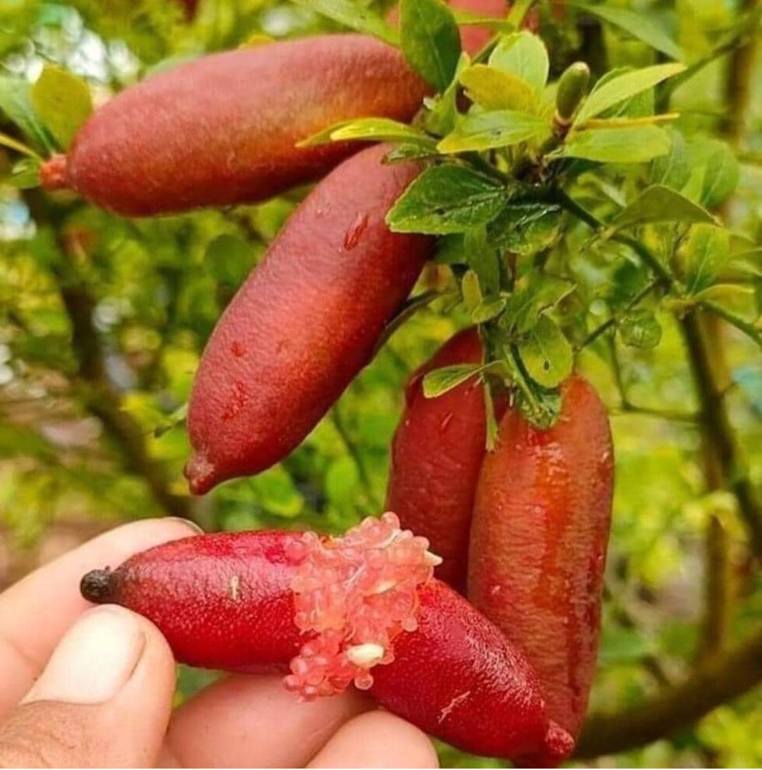 Red Cavier Australian Finger Like Tree - Etsy