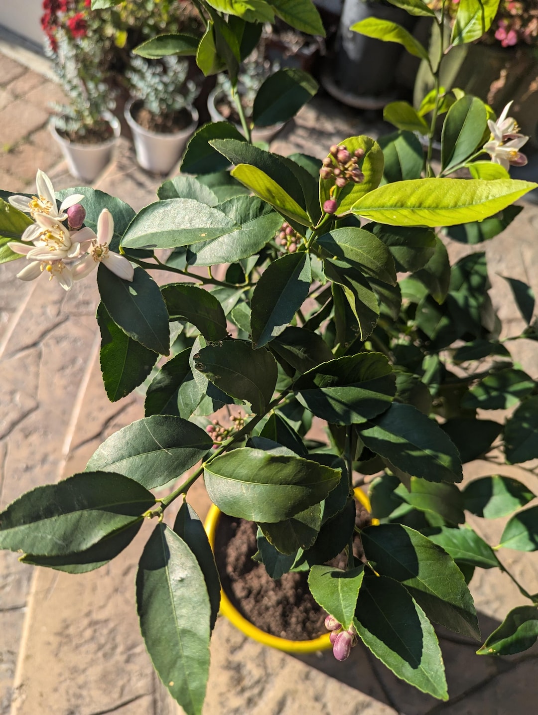 Improved Myer Lemon Tree, Fruit Bearing Age 5+ Year Old - Etsy