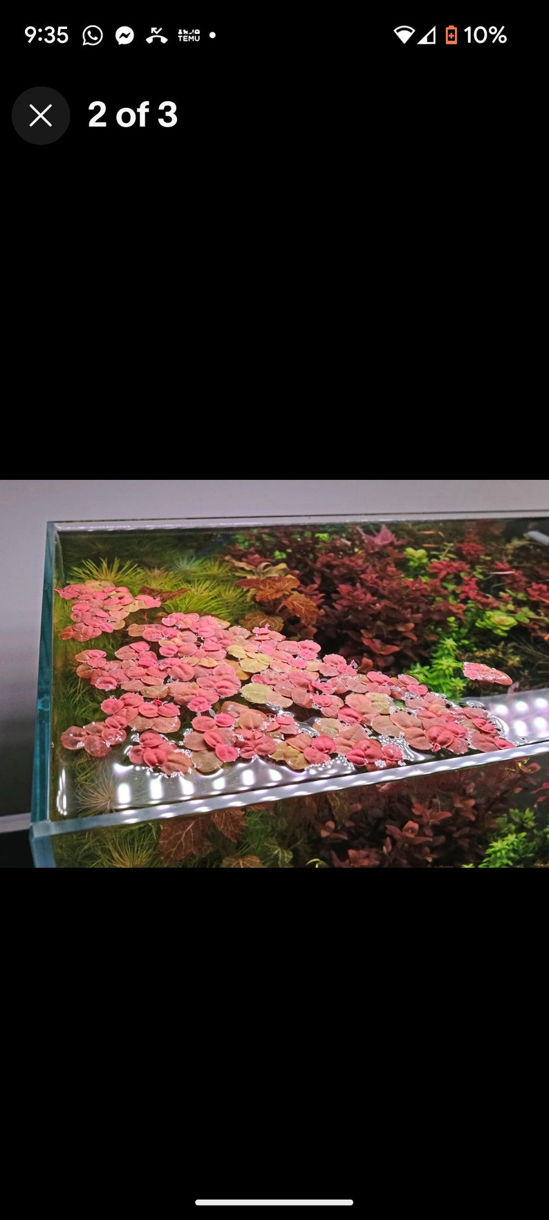 Red Root Floater Aquarium Plant - Etsy