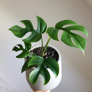 Rhaphidophora Tetrasperma - Mini Monstera - Etsy
