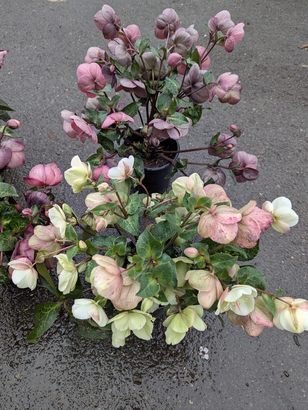 Hellebores "ice N Roses Bianco" 1 Gallon Blooming Plant - Etsy