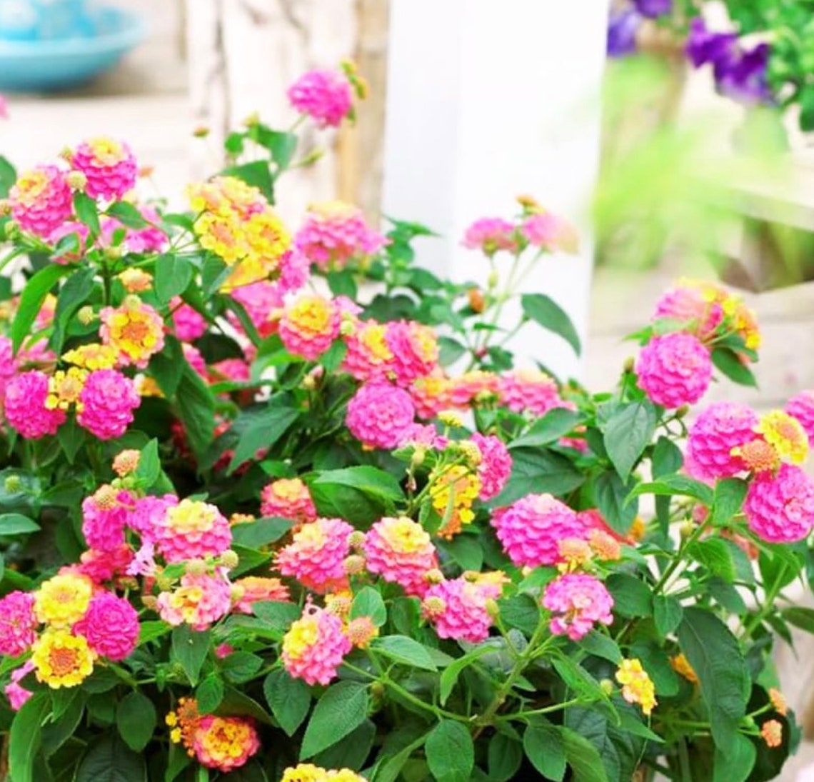 Lantana Rose 1 Gallon Perennial Plant - Etsy