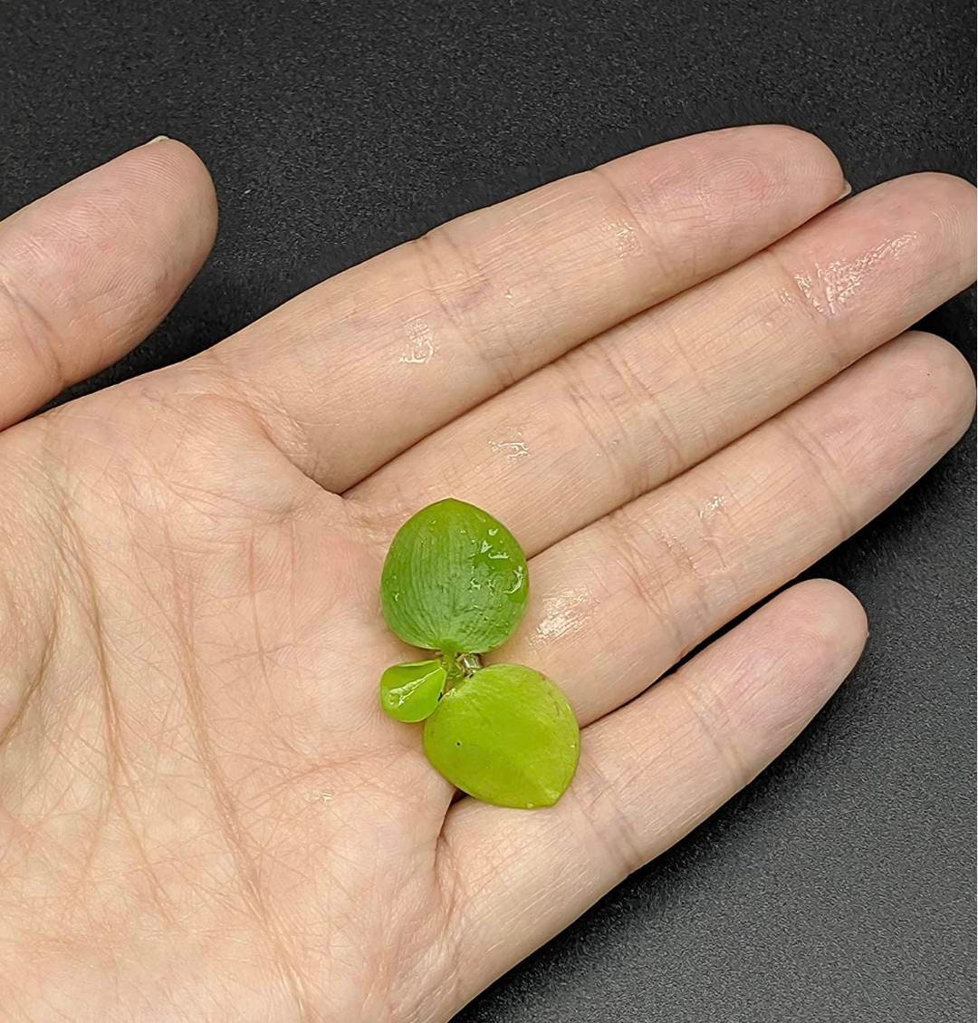 Frogbits & Water Spangle Aquatic Plant - Etsy