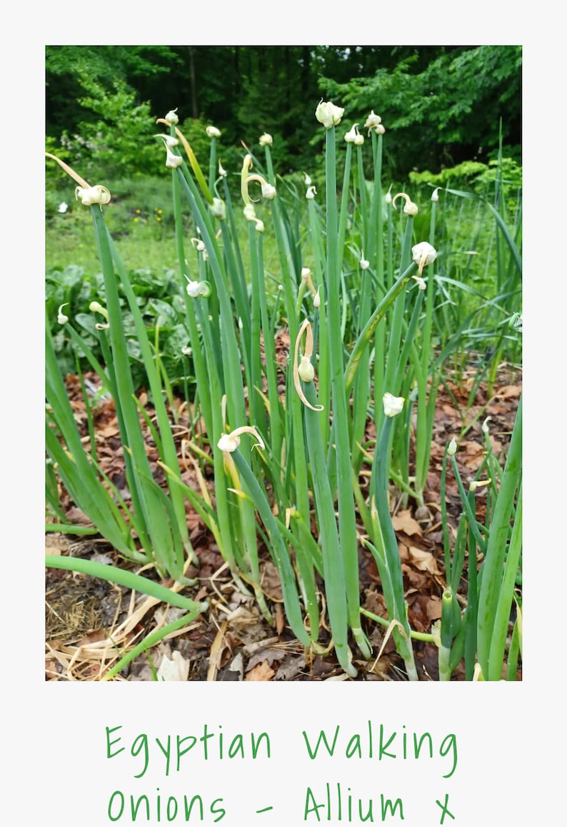 Egyptian Walking Onion - Etsy