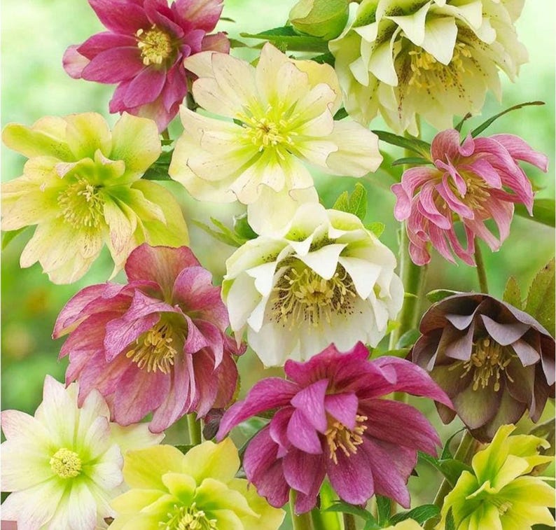Hellebores Mix - Etsy