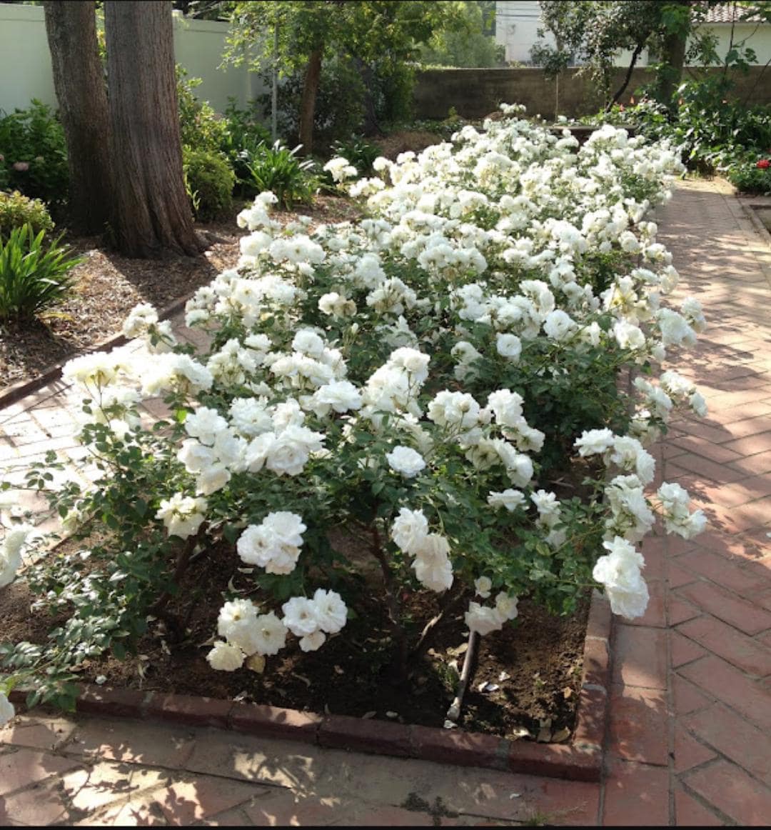 White Iceburg Floribunda Rose - Etsy