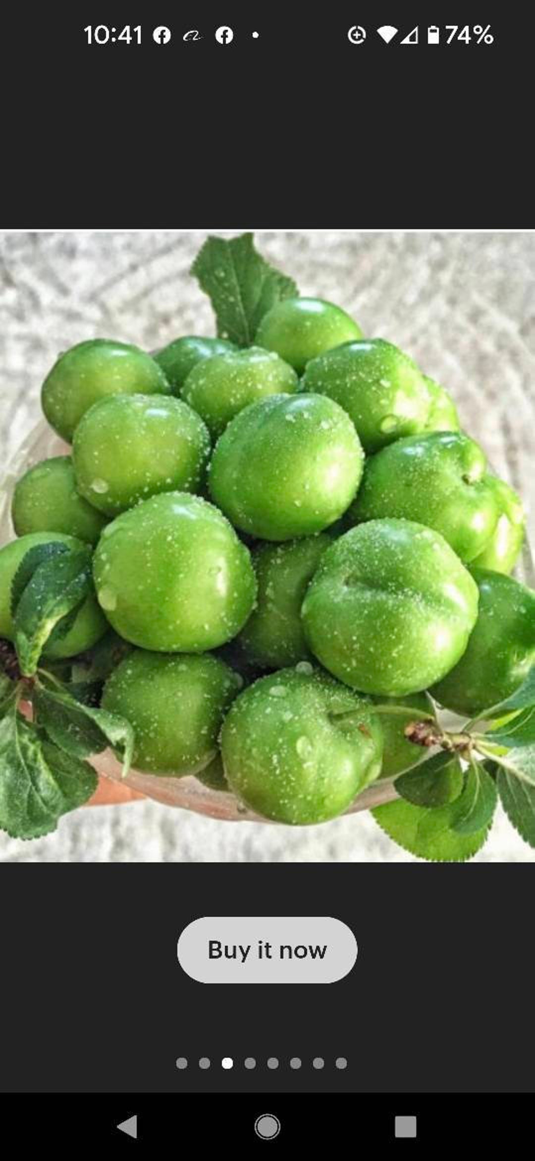 Pre-order 2025 Fresh Green Sour Plums 2 Lbs Karaz Greengage Green Plum ...