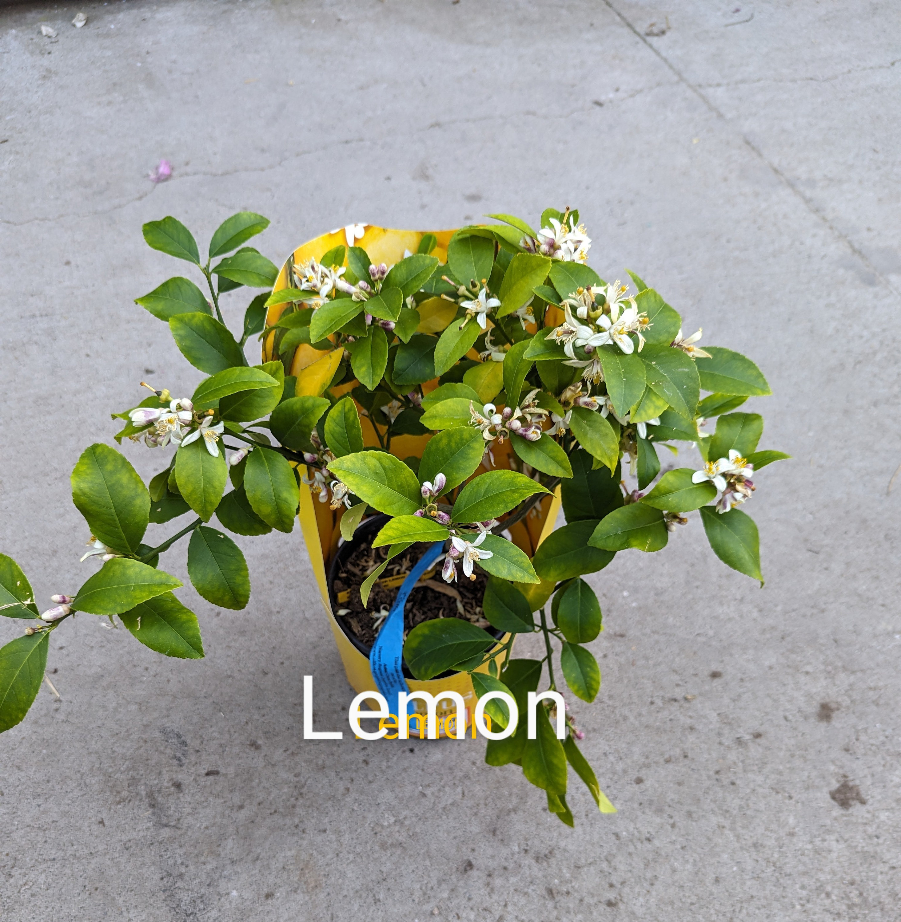 Citrus Improved Meyer Lemon Tree, Fruit Bearing Age 24-30" - Etsy