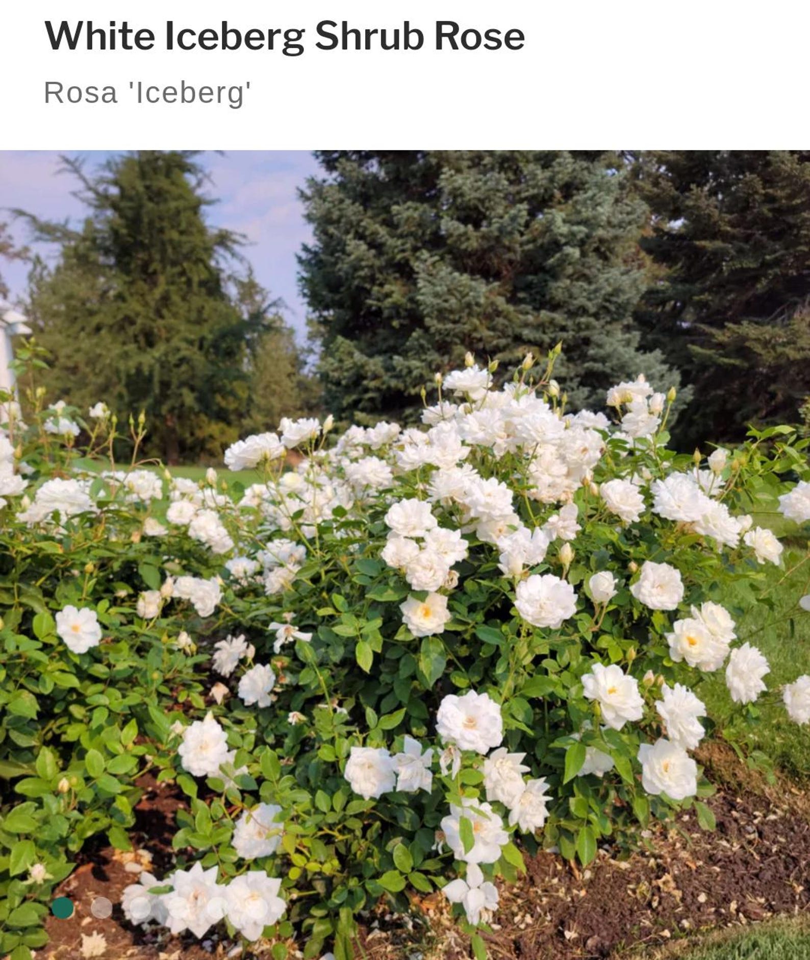 White Iceburg Floribunda Rose - Etsy