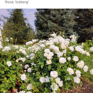 White Iceburg Floribunda Rose - Etsy