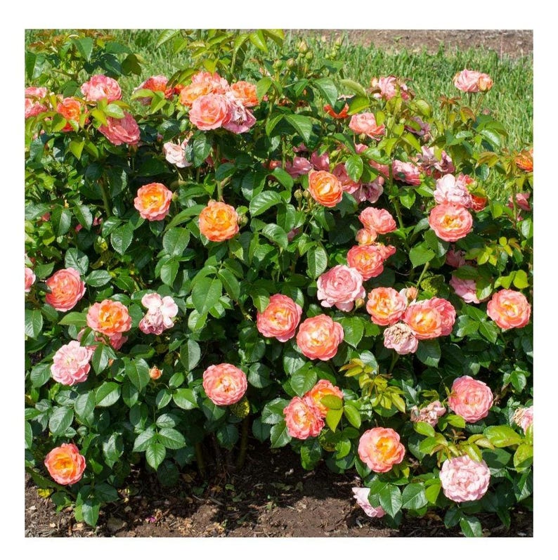 Tangerrific Rose Shrub - 2.5 Gallon - Etsy