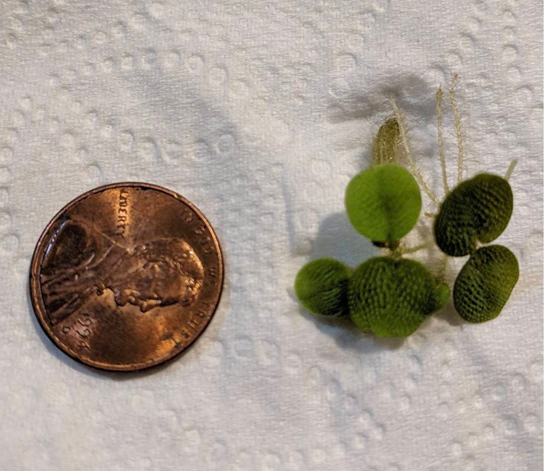 Frogbits & Water Spangle Aquatic Plant - Etsy