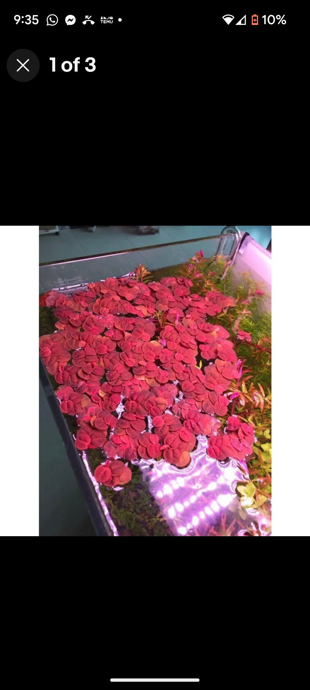 Red Root Floater Aquarium Plant - Etsy