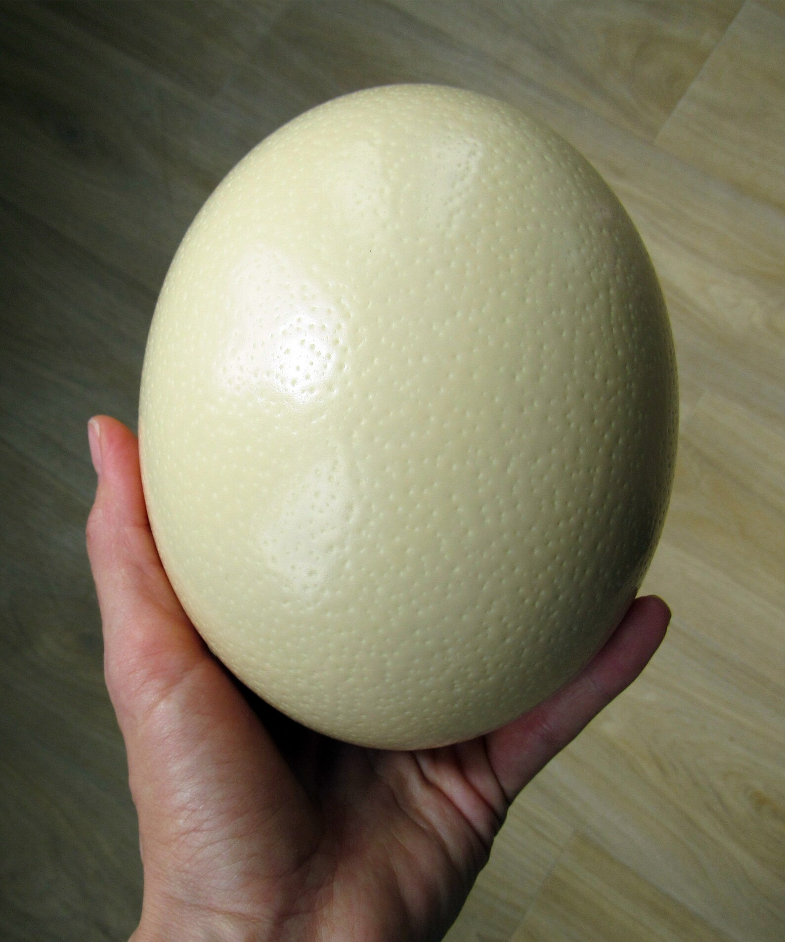 Natural Ostrich Egg Shell Big Egg Ostrich Egg Art | Etsy