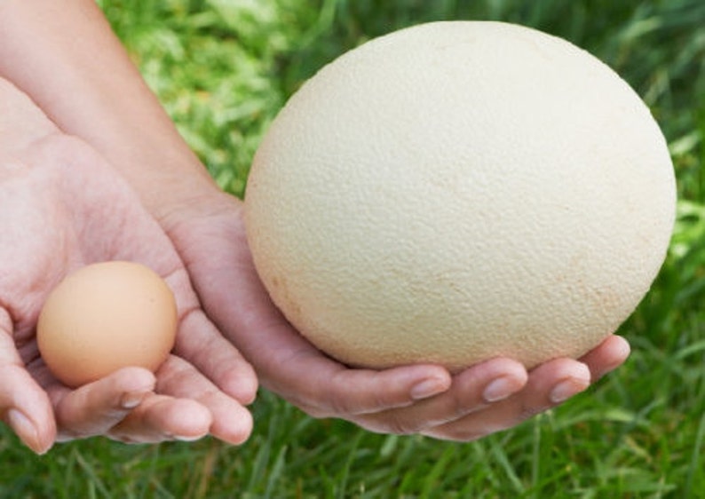 4 Large Genuine Ostrich Egg Shell for Craft and Decoration | Etsy Canada