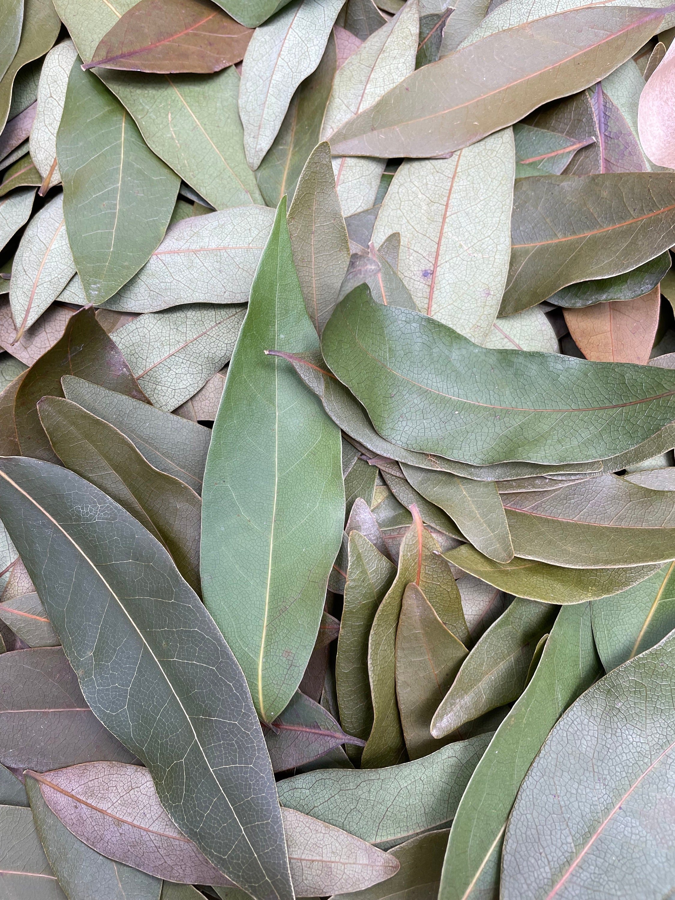 200 Ct. Dried California Bay Laurel Leaves - Etsy