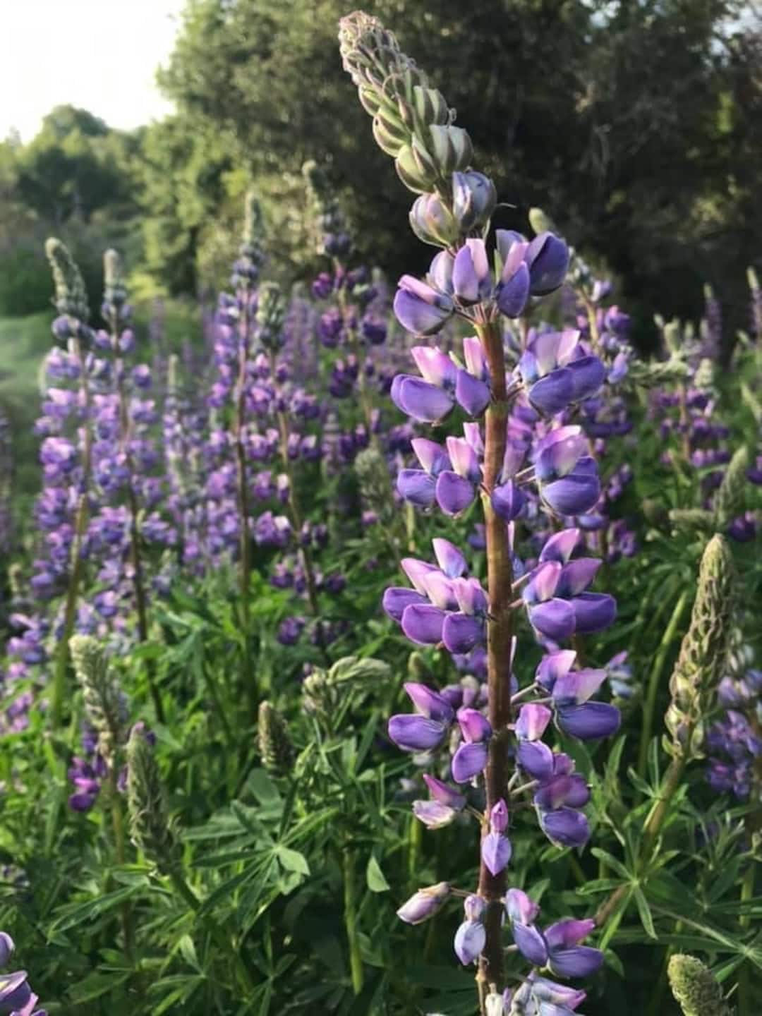 25 Ct. California Wild Lupine Seeds - Etsy