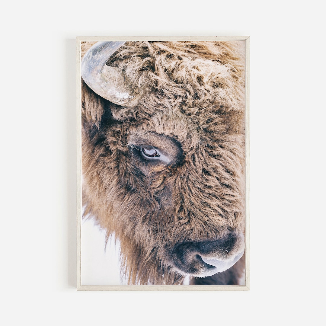 Bison Print, Wildlife Photography, Rustic Farmhouse Printable Decor ...