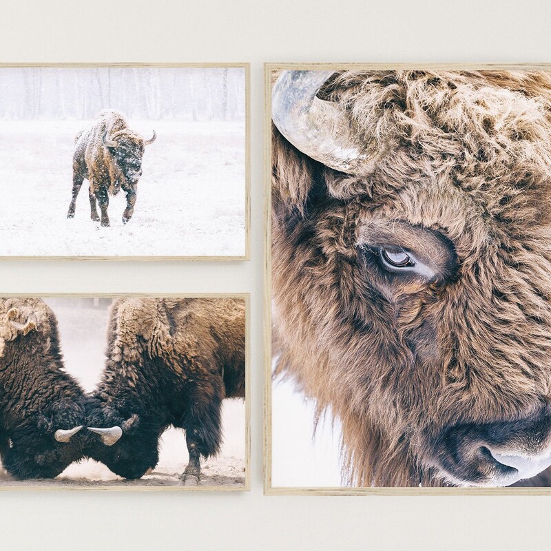 Buffalo Art - Etsy