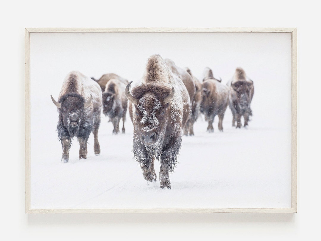 Bison Wall Art Prints American Bison Print Printable - Etsy