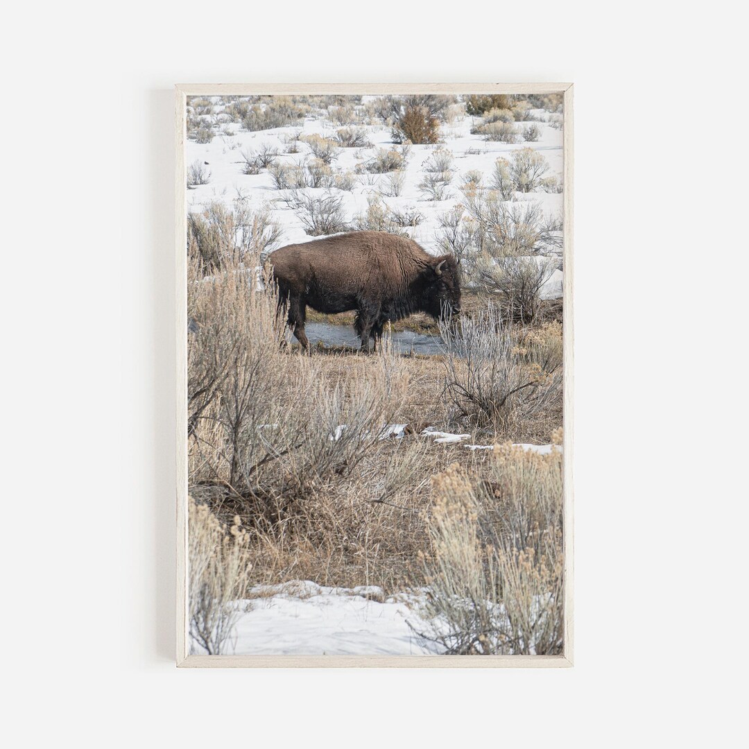Bison in the Sagebrush, Winter Bison Poster, Nature Photography ...