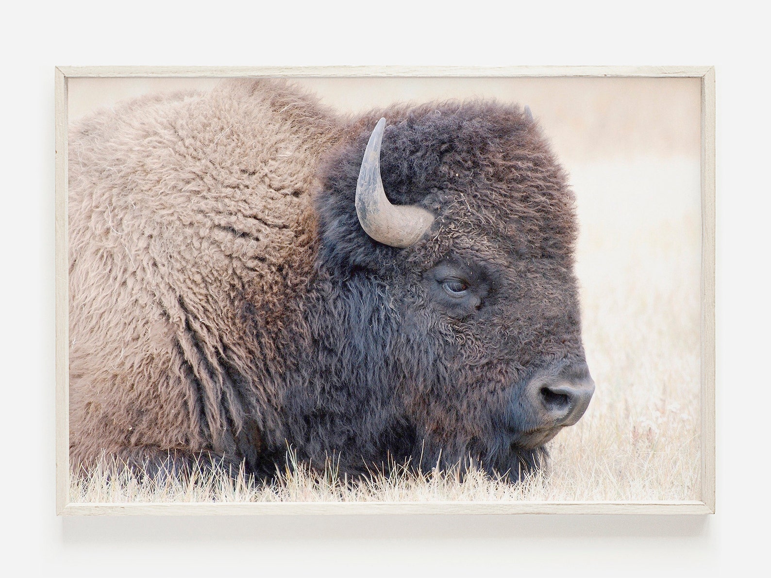 Bison Print Bison Art Print Buffalo Wall Art Bison - Etsy