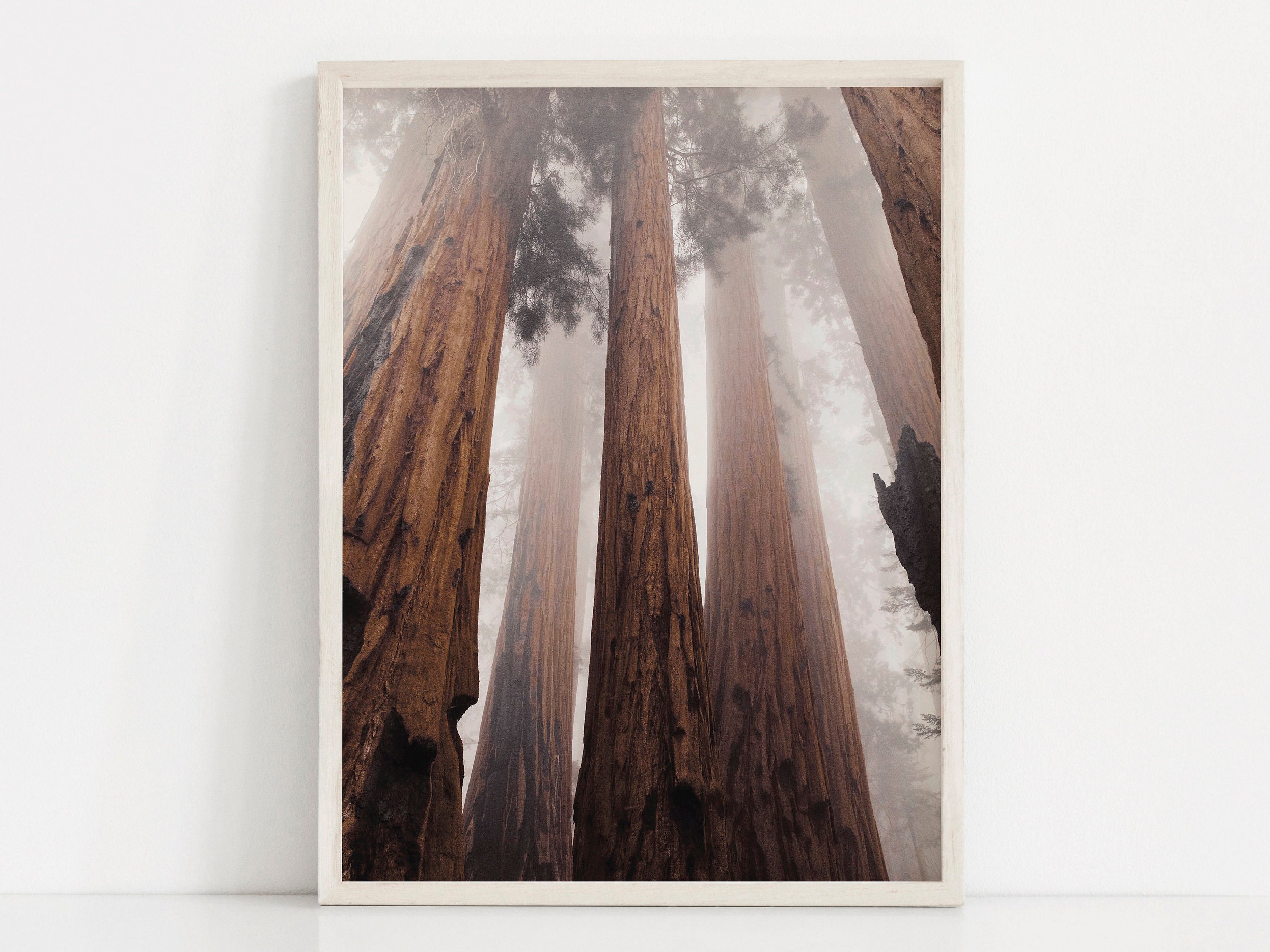 Eureka California Redwood Forest Print Sequoia Park Redwood - Etsy