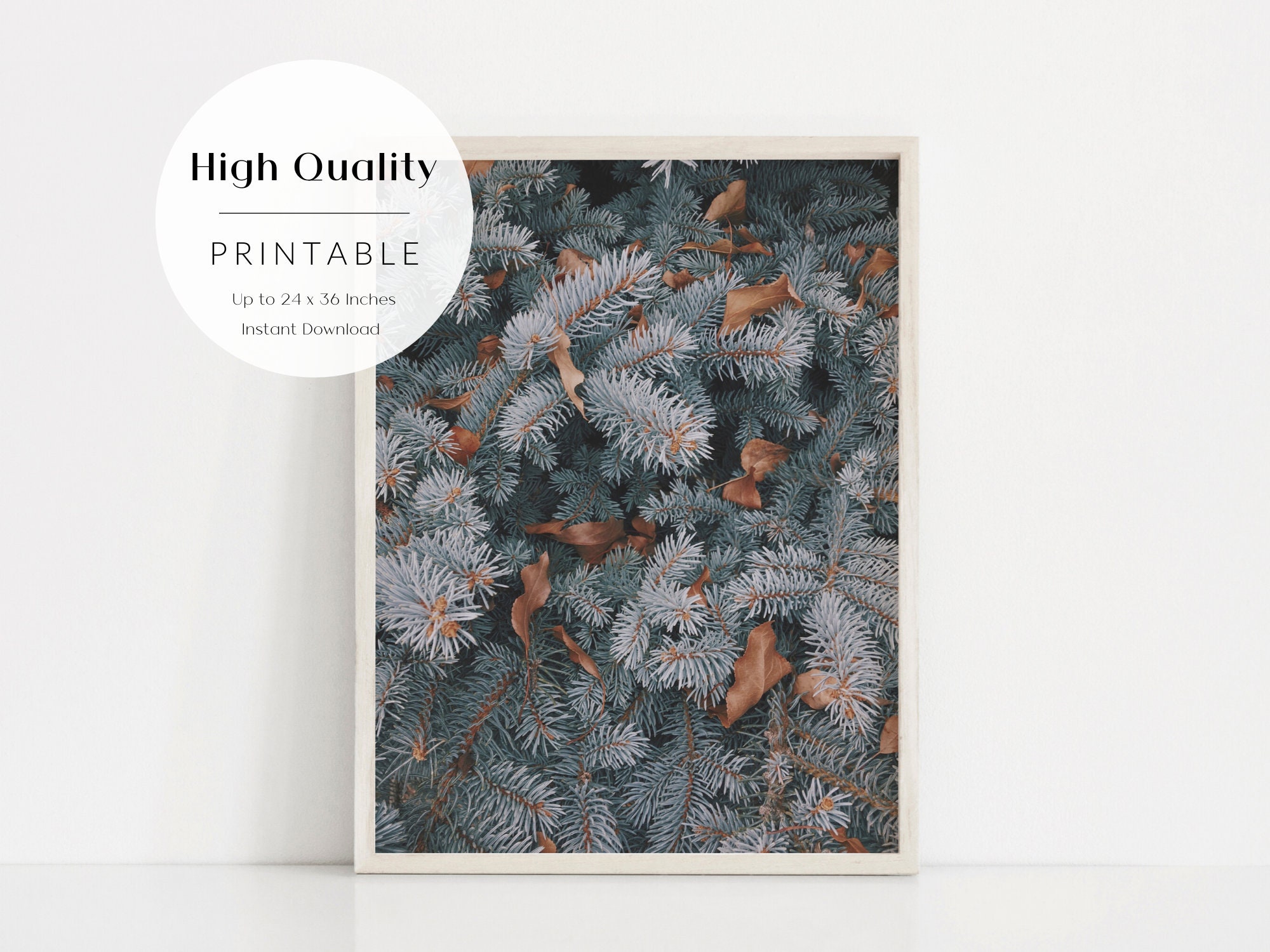 Pine Tree Close Up Print Fir Pine Art Tree Minimalist Forest | Etsy