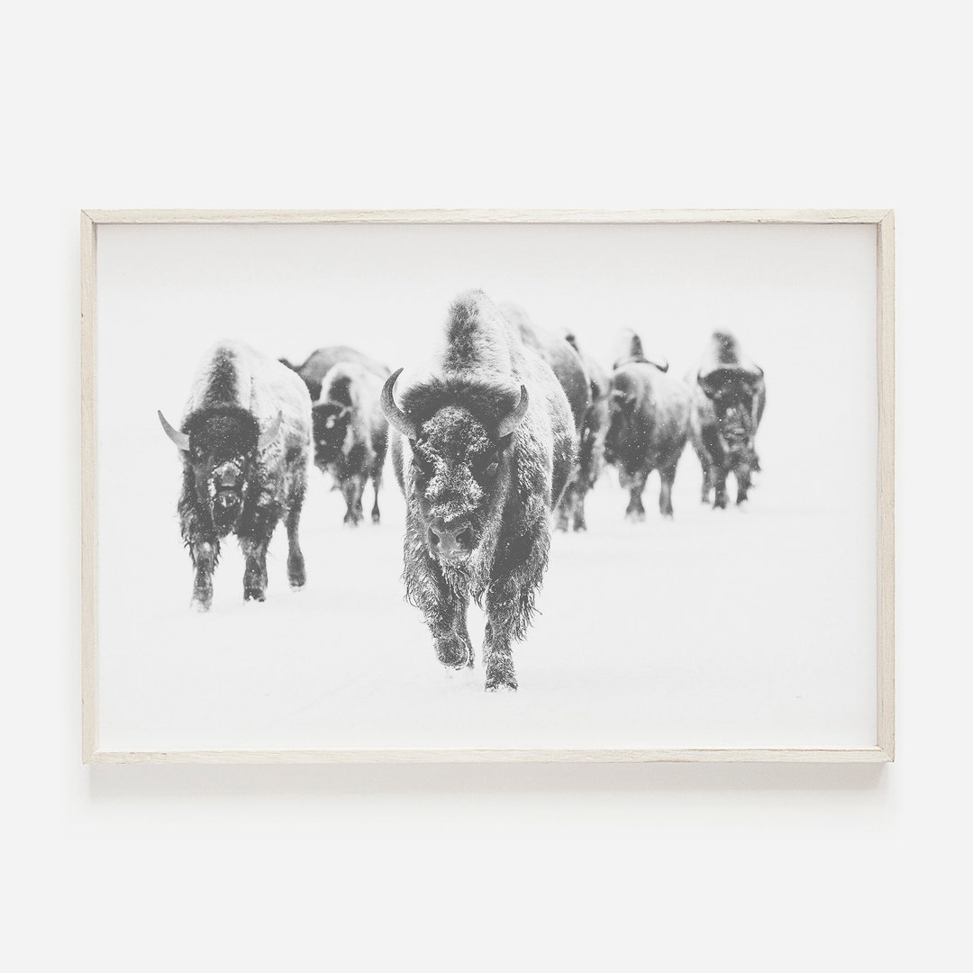 Bison Wall Art, Black White Bison Print, Buffalo Print, Black and White ...