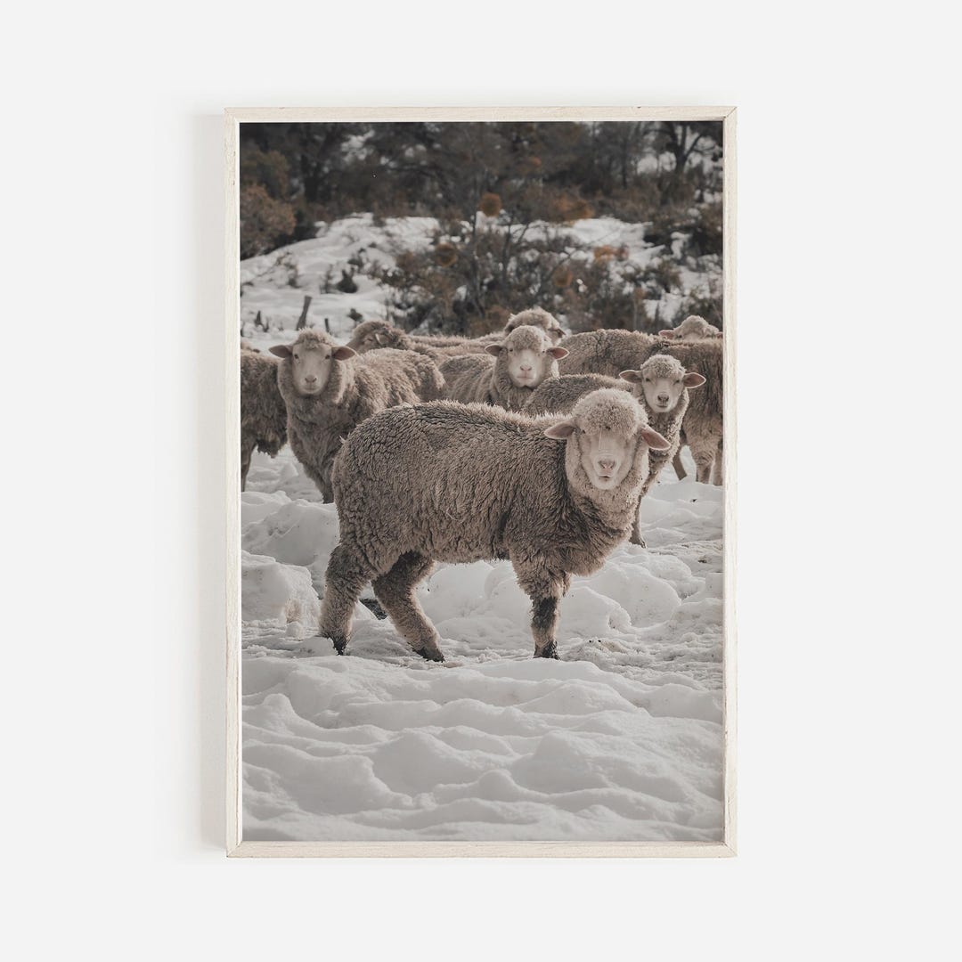 Fuzzy Sheep in the Snow Print, Rustic Home Decor, Neutral Farmhouse ...