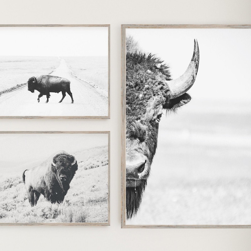 Buffalo Picture Small - Etsy