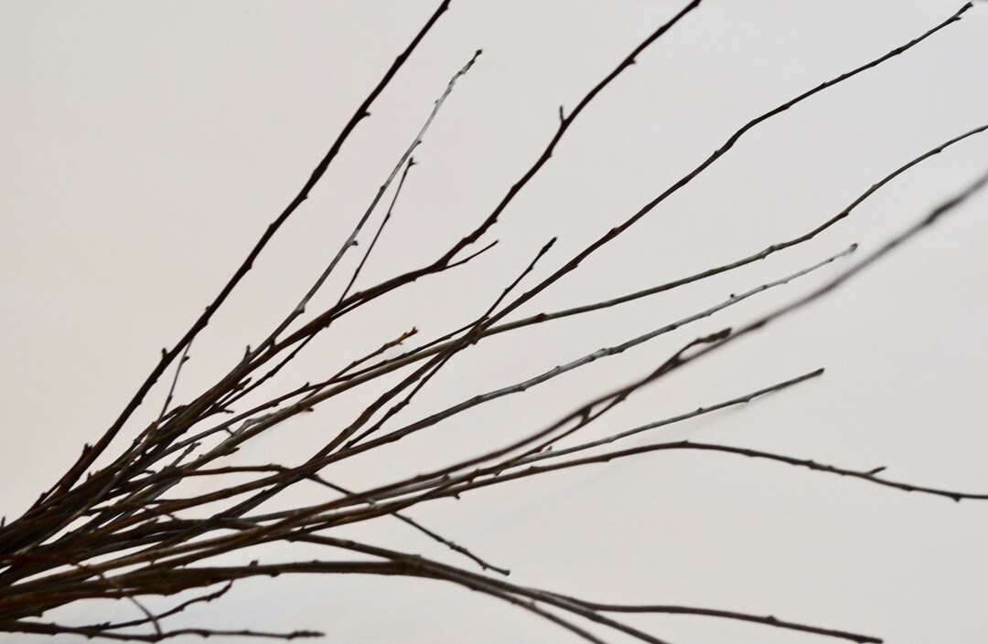 Cherry Wood Twigs ~twig Bundle ~ Cherry Wood Branch ~ Fall Decor ~ Fall ...