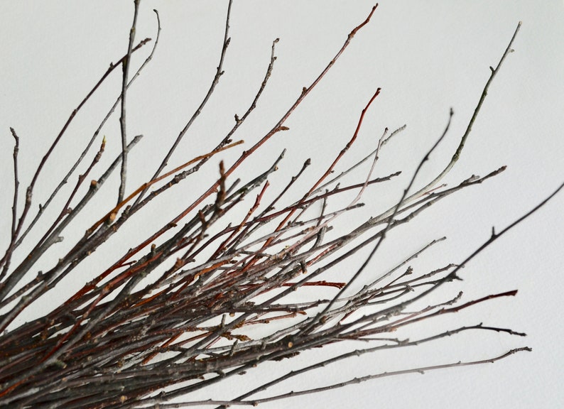 Cherry Wood Twigs ~twig Bundle ~ Cherry Wood Branch ~ Fall Decor ~ Fall ...