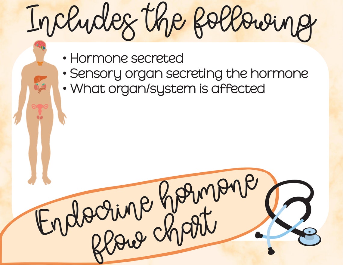Endocrine Hormones Flow Chart: Nursing & Medical Guide (digital ...