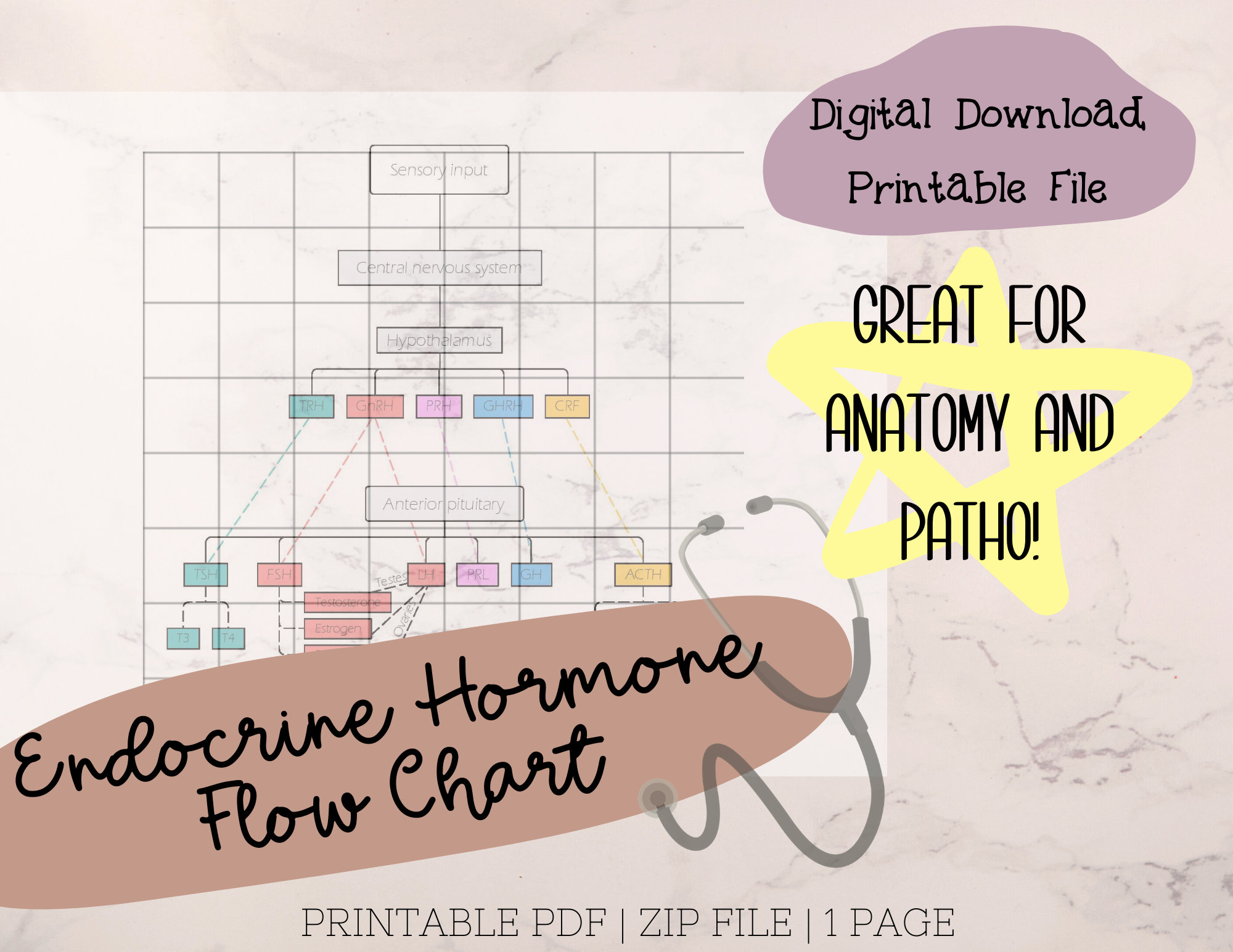 Endocrine Hormones Flow Chart Nursing Student Digital | Etsy