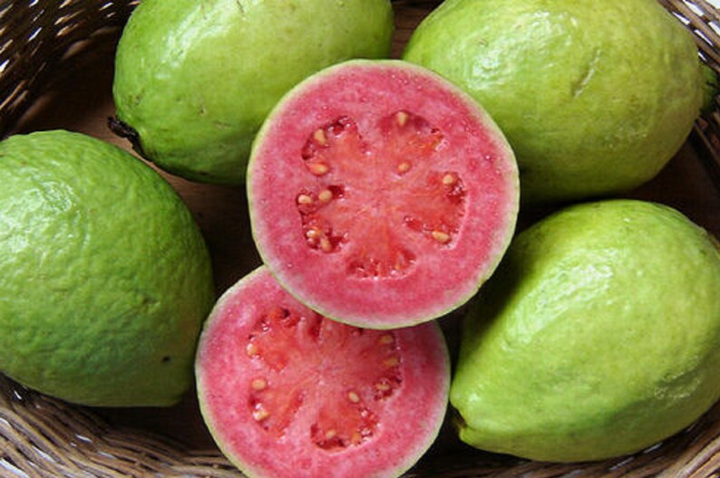 Fresh Seed Psidium Guajava Guava Tree Seeds Many Seeds | Etsy