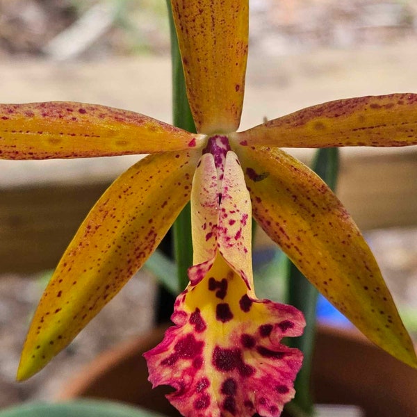 Cattleya Species - Etsy