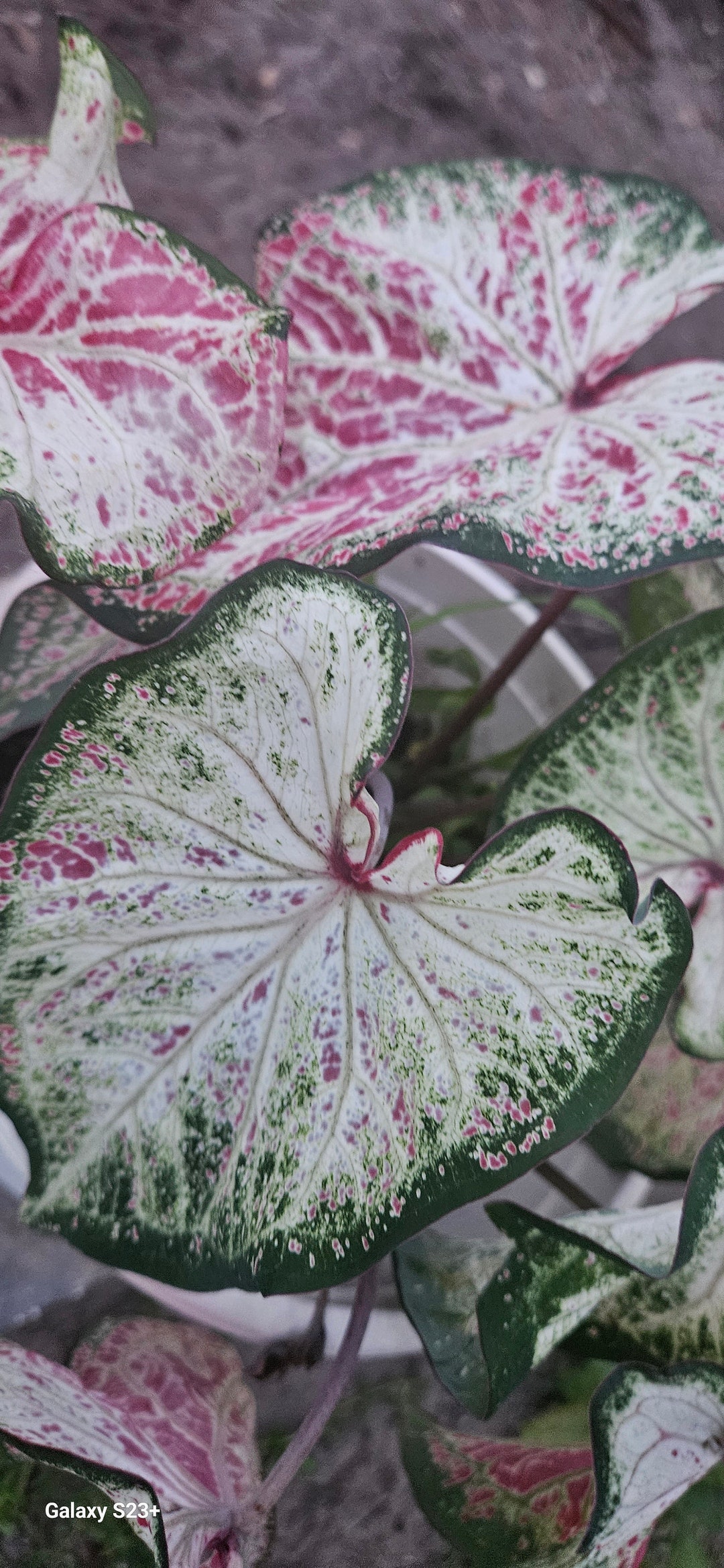 Caladium Peppermint Perennial Potted Bulbs - Etsy