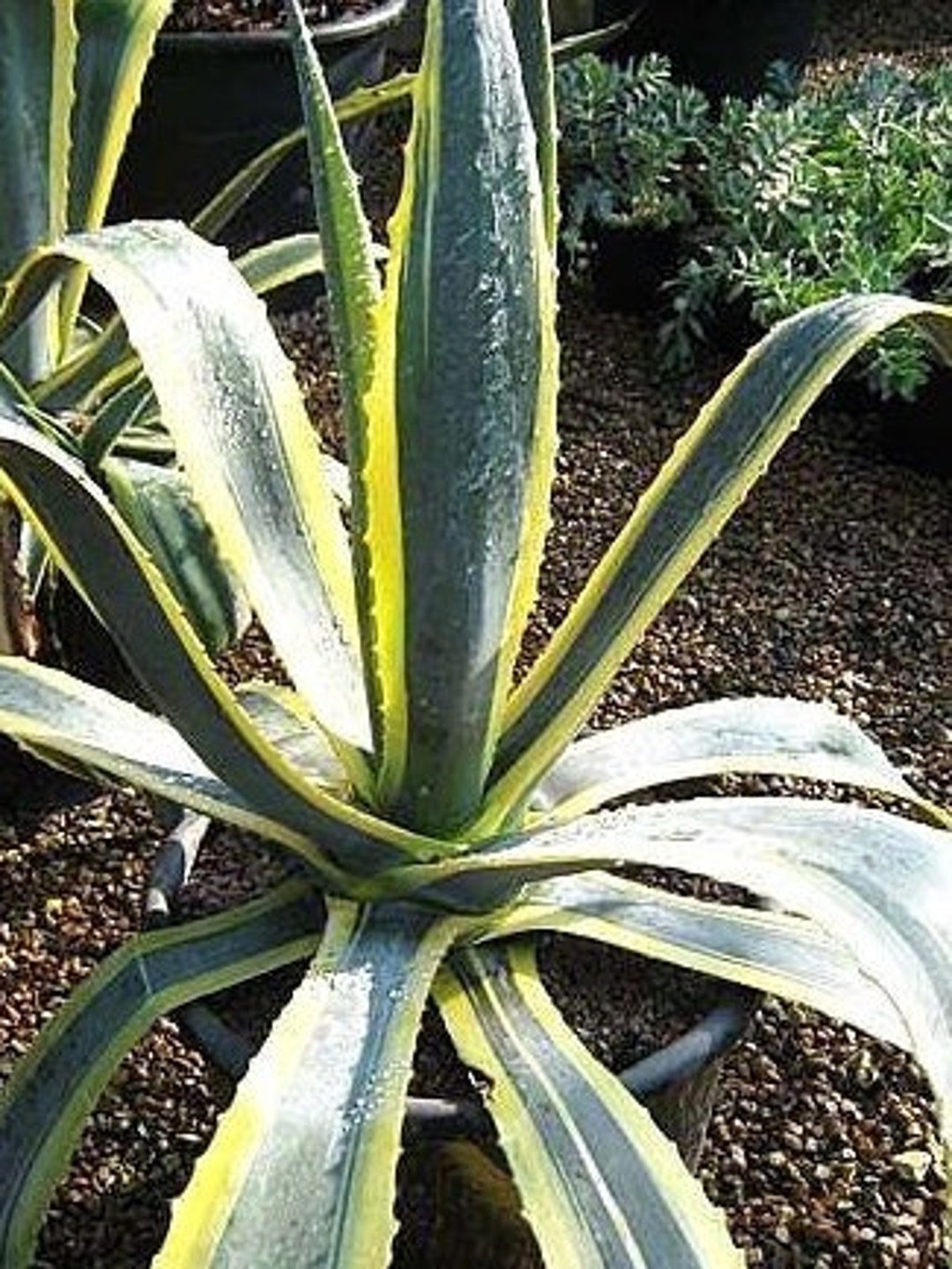 VARIEGATED Century Plant Agave Americana Var. Marginata - Etsy