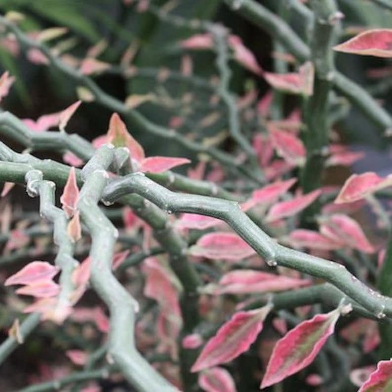 Variegated Devil's Backbone Zigzag Plant Live Blooming - Etsy