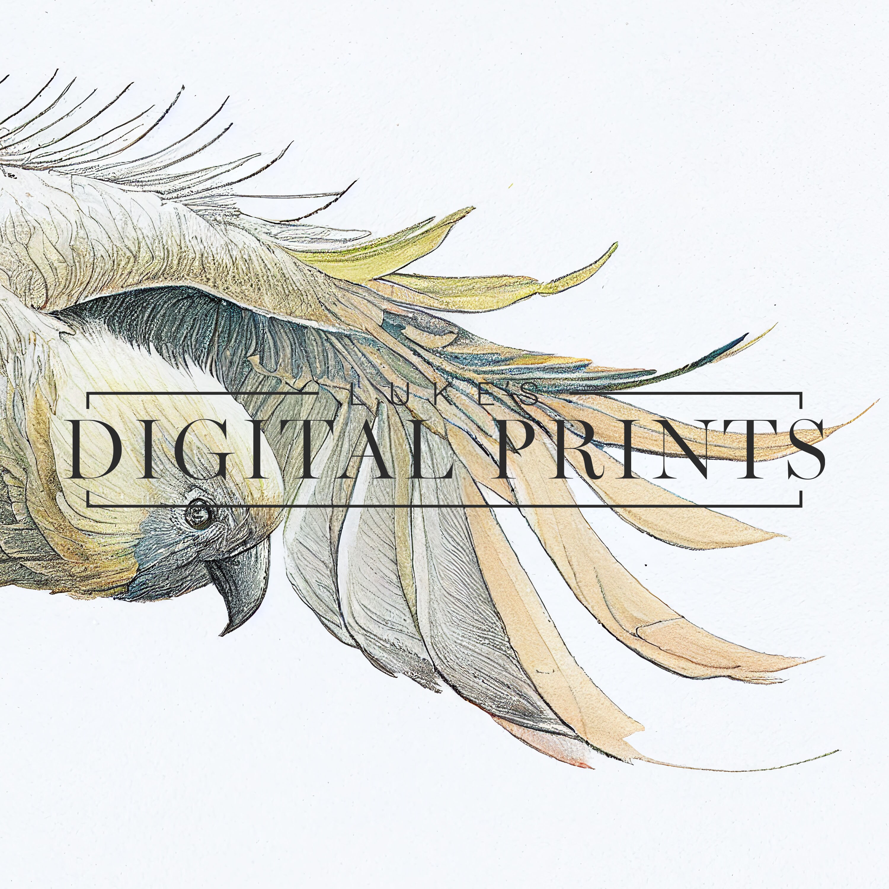 Cockatoo in Flight Pencil Drawing - Digital Print Download - Vintage ...