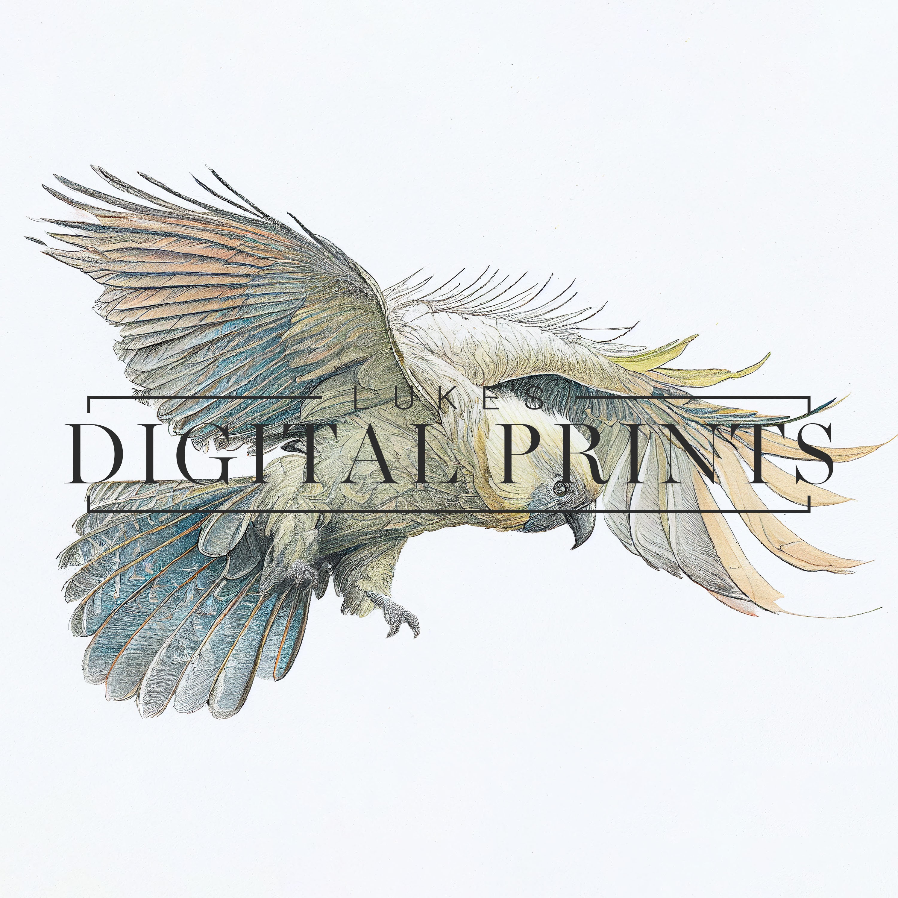 Cockatoo in Flight Pencil Drawing - Digital Print Download - Vintage ...