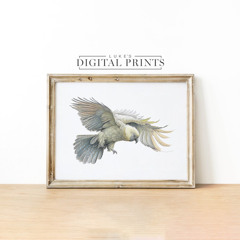 Cockatoo in Flight Pencil Drawing - Digital Print Download - Vintage ...