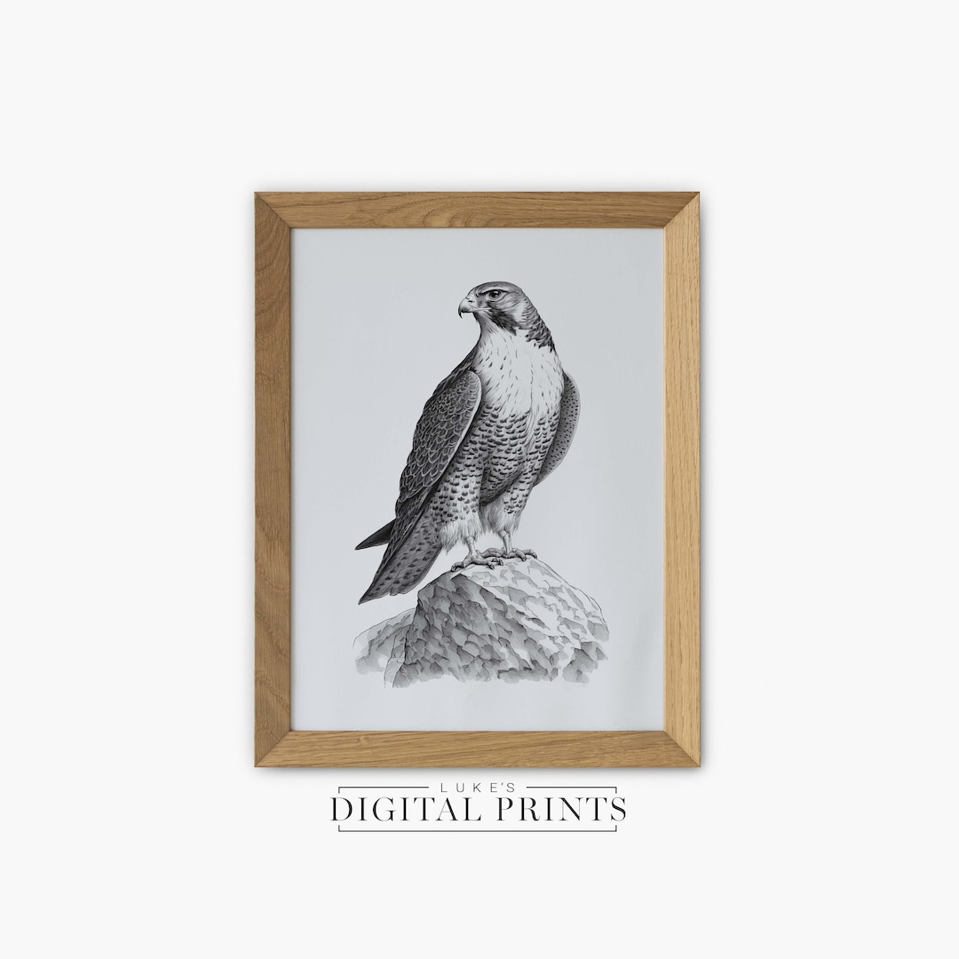 Thronender Falke Zeichnung - Digitaldruck Download - Vintage Vogel ...