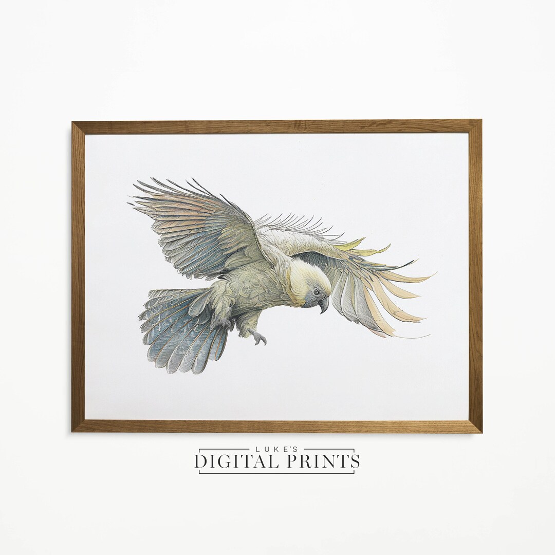 Cockatoo in Flight Pencil Drawing - Digital Print Download - Vintage ...