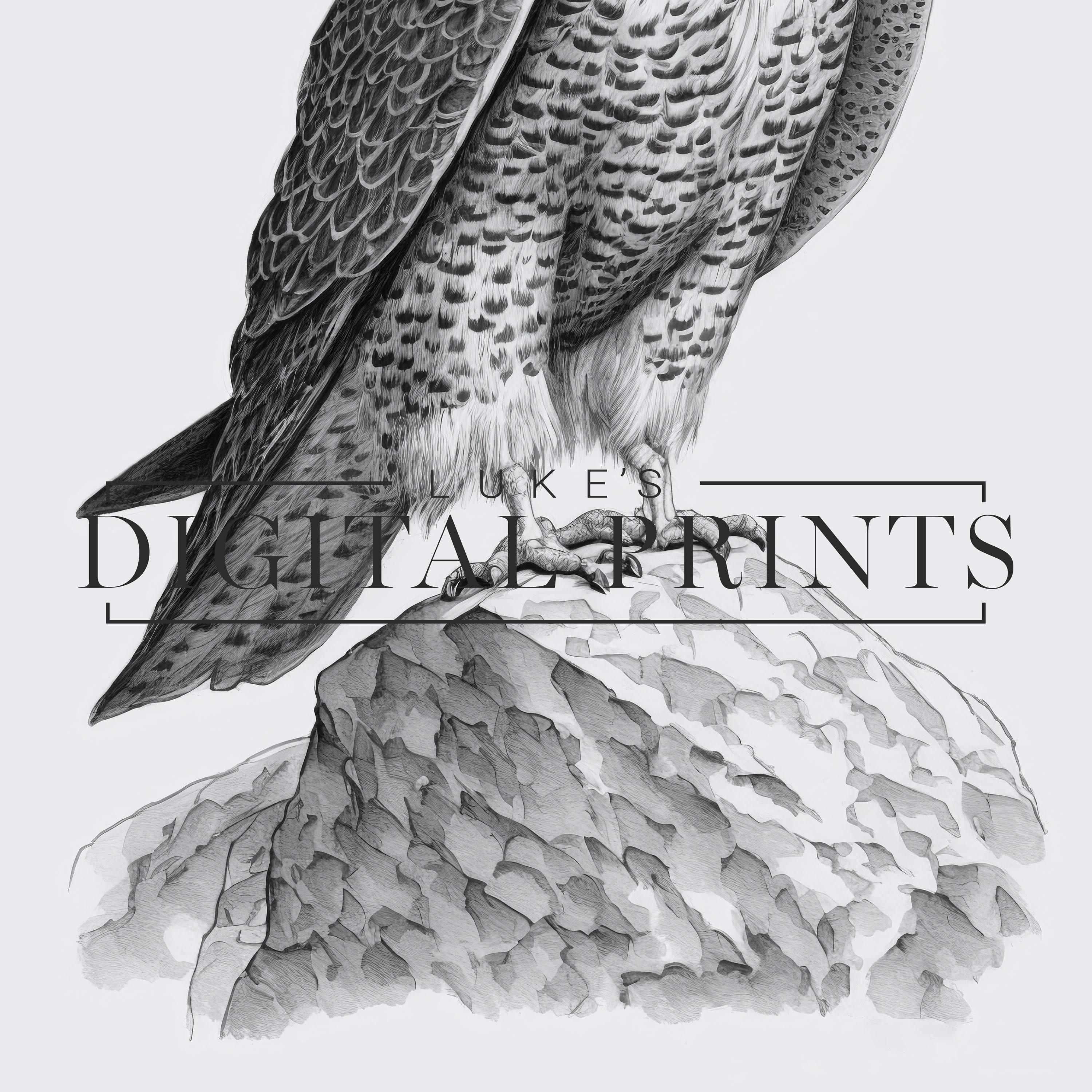 Thronender Falke Zeichnung - Digitaldruck Download - Vintage Vogel ...