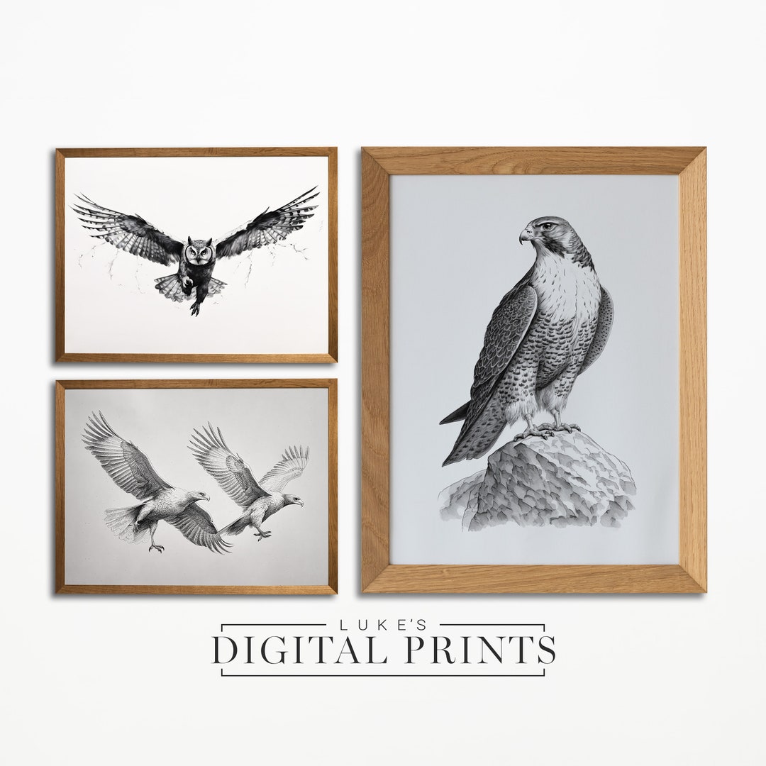 Set of 3 - Birds of Prey Pencil Drawing - Digital Print Download ...